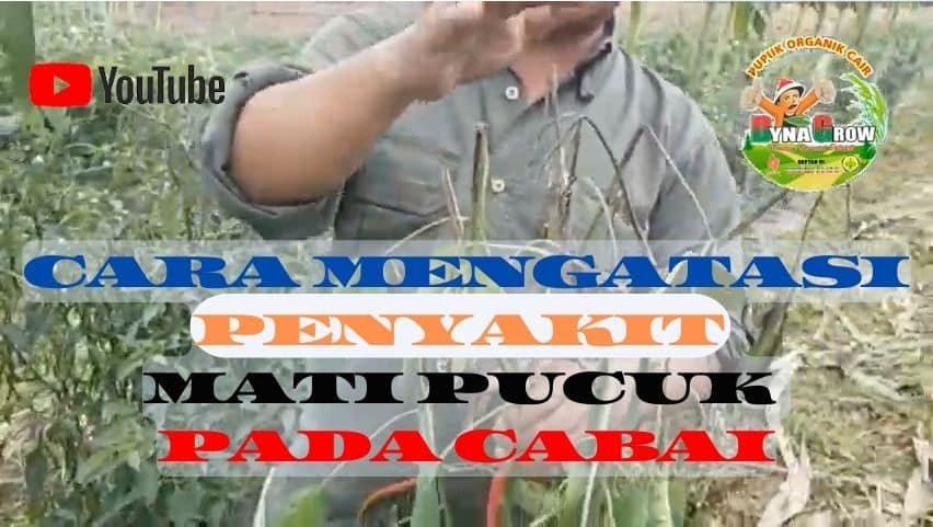 Video Tutorial Agrikultur - Diamondinterest—Situs Resmi